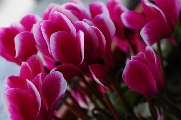 cyclamen