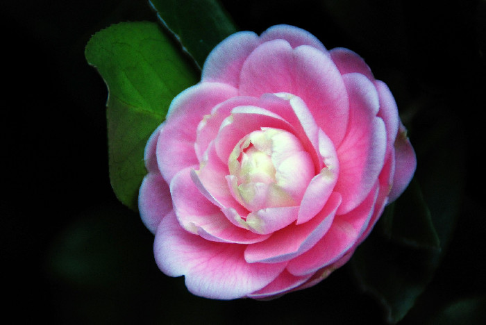 Camellia