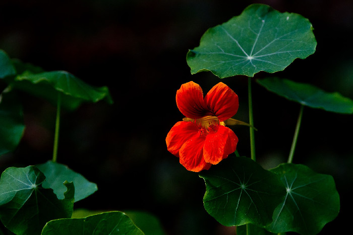 Nasturtium