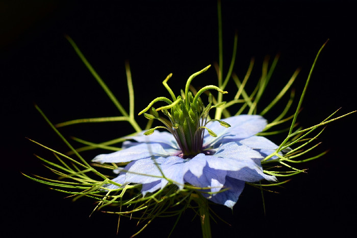 Love-in-a-Mist