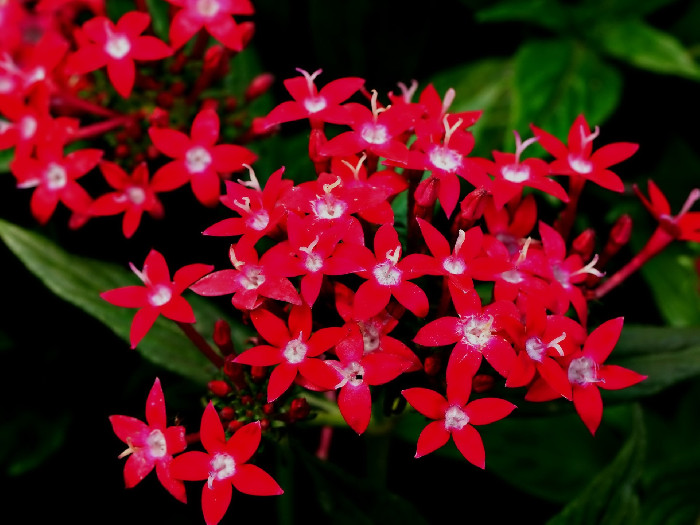 Egyptian Star Flower