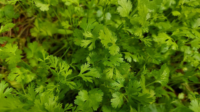Coriander
