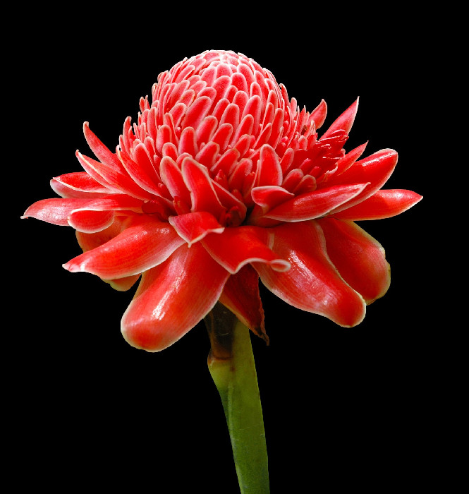 Torch Ginger