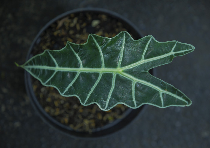 Alocasia