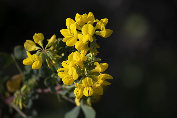 Coronilla valentina