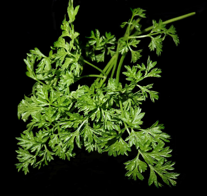 Chervil