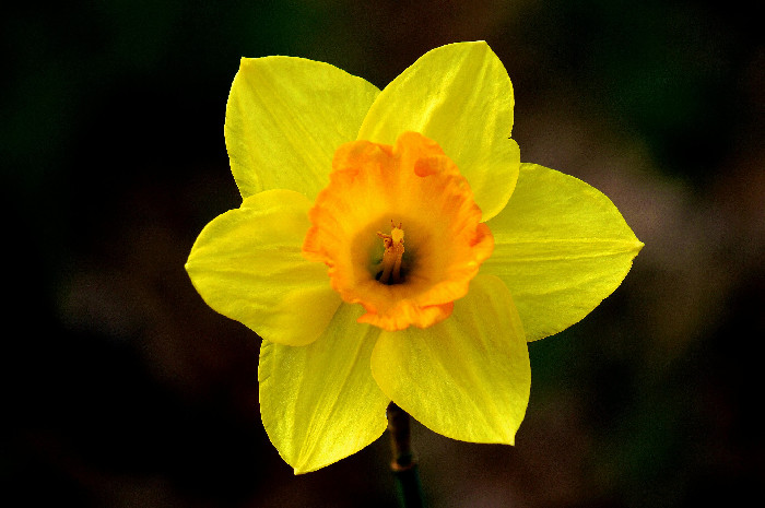 Daffodil :: BotanicalInsight