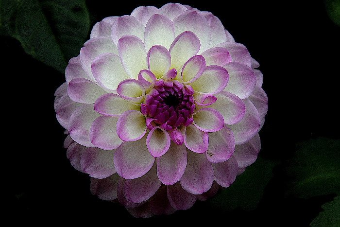 dahlia