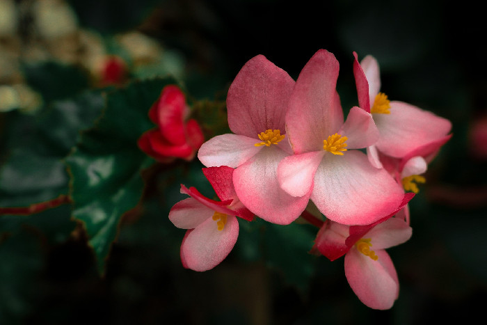 begonia
