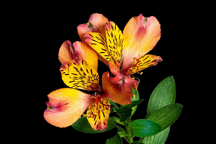 Peruvian Lily