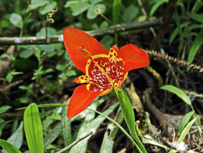 Tigridia